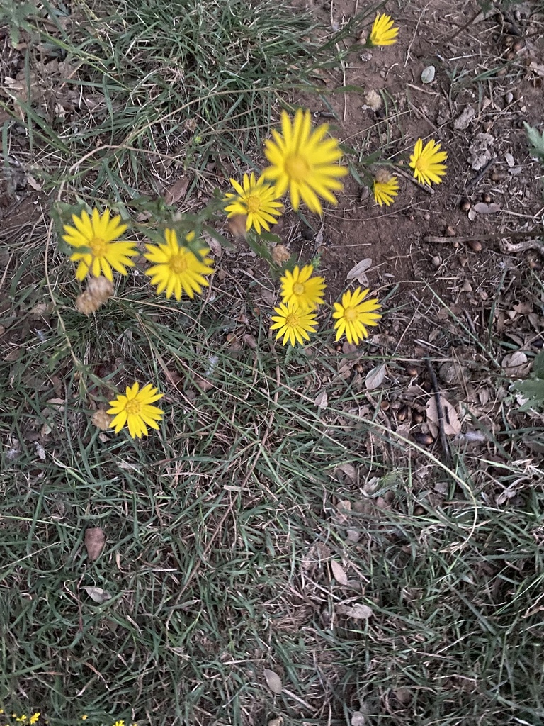 Sleepy Daisy from FM-1178, Clyde, TX, US on October 10, 2023 at 07:26 ...