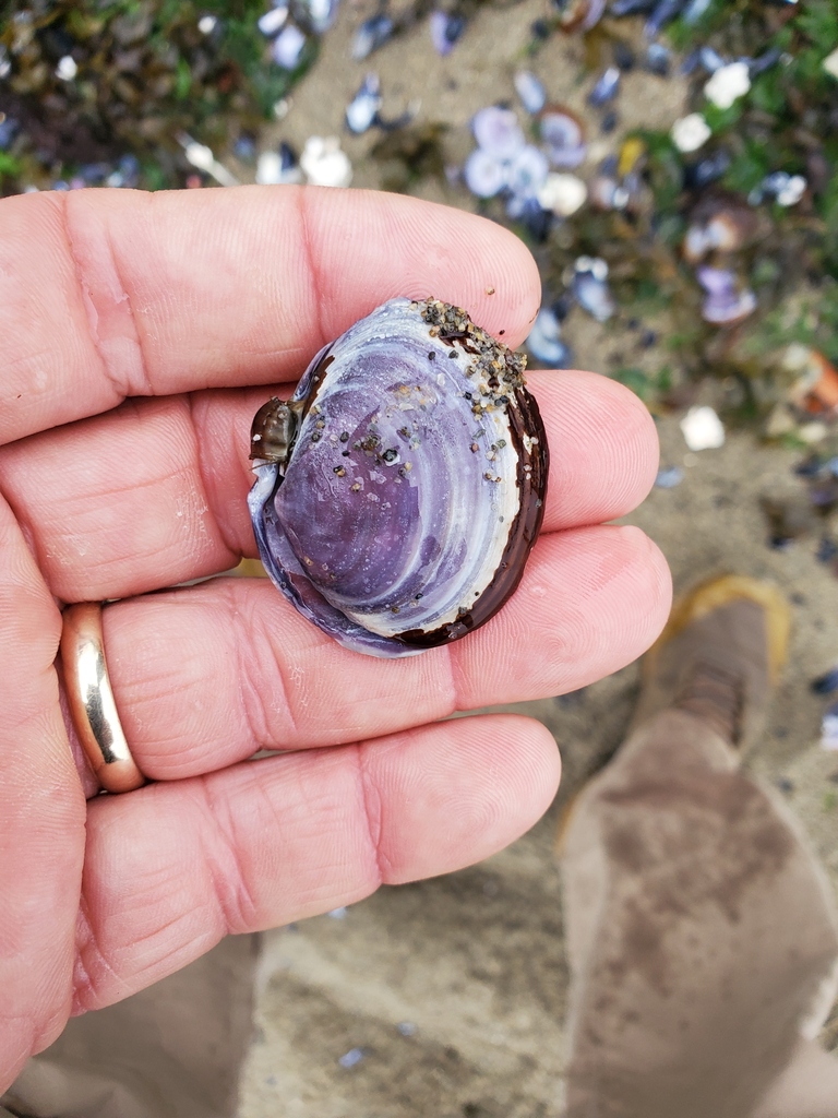 Purple Mahogany Clam from Central Vancouver, Vancouver, BC, Canada on ...