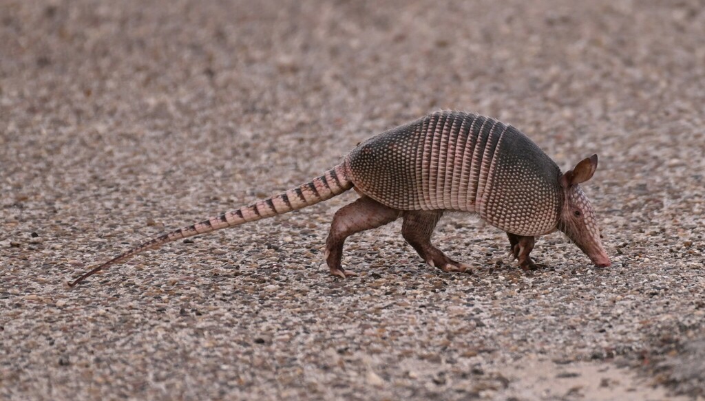 Mexican Long-nosed Armadillo from Nueces County, TX, USA on October 11 ...