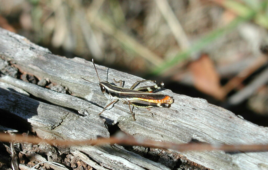 Common Macrotona from Melbourne VIC, Australia on March 10, 2004 at 05: ...