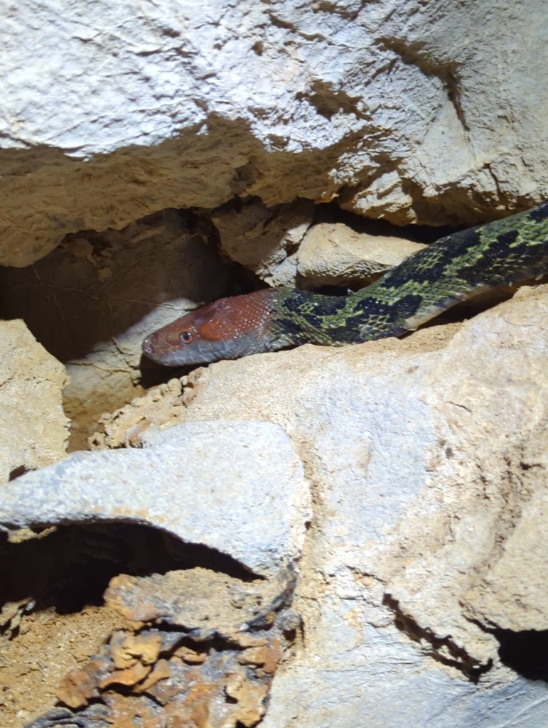 Flower Snake in October 2023 by Adam Aslam · iNaturalist