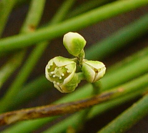 Form Cassytha racemosa racemosa · iNaturalist