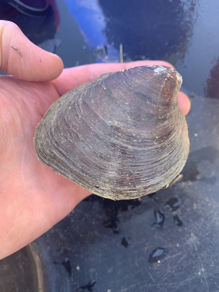 Round Pigtoe in October 2023 by Caleb Knerr · iNaturalist