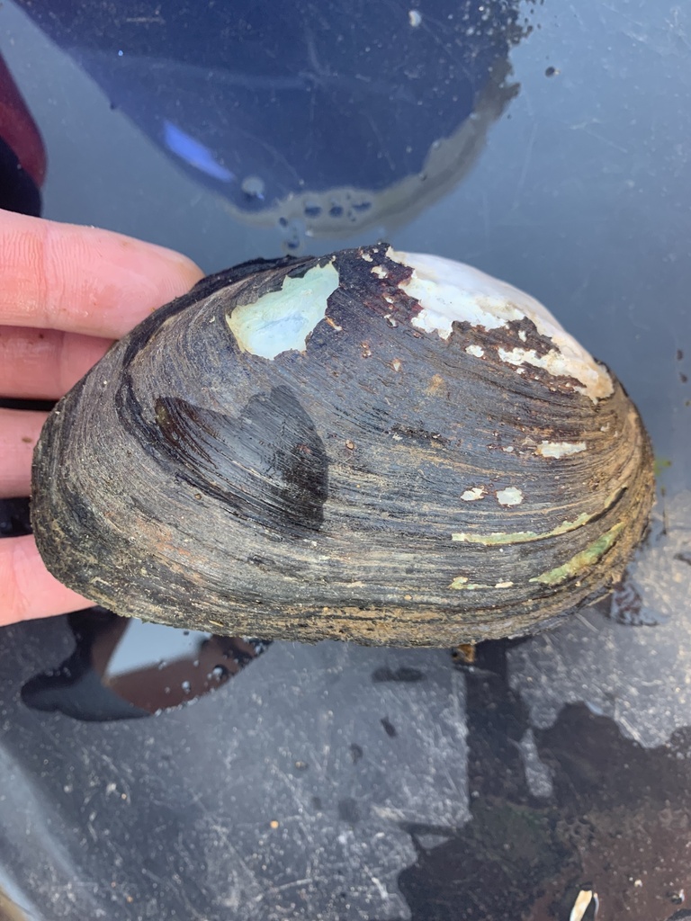 Mucket in October 2023 by Caleb Knerr · iNaturalist