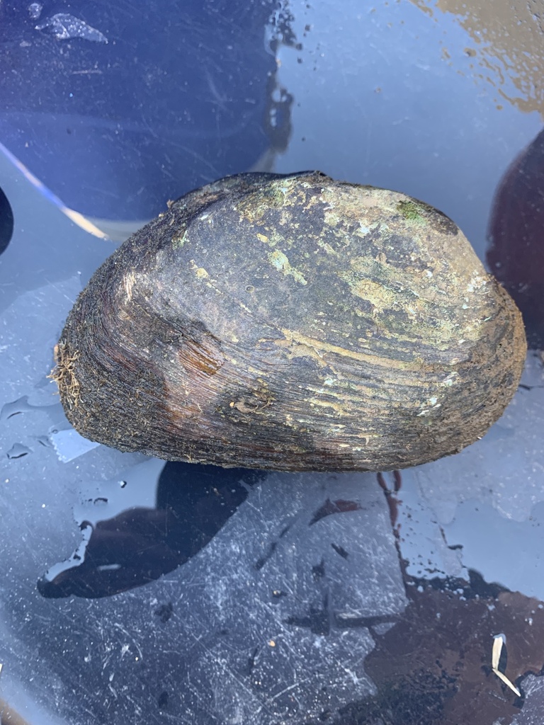 Ambleminae in October 2023 by Caleb Knerr · iNaturalist