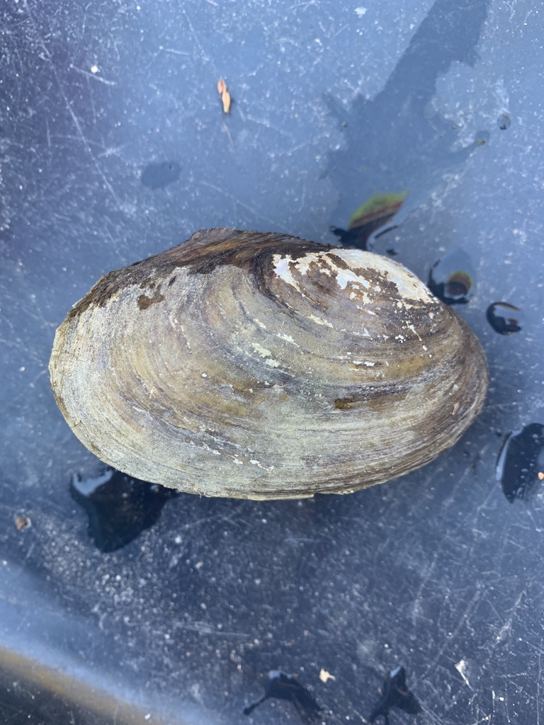 Fragile Papershell in October 2023 by Caleb Knerr · iNaturalist