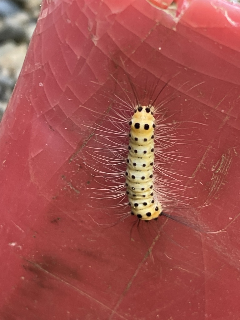 Bamboo Moth from Meiji Jingu, Shibuya, Tokyo, JP on October 12, 2023 at ...