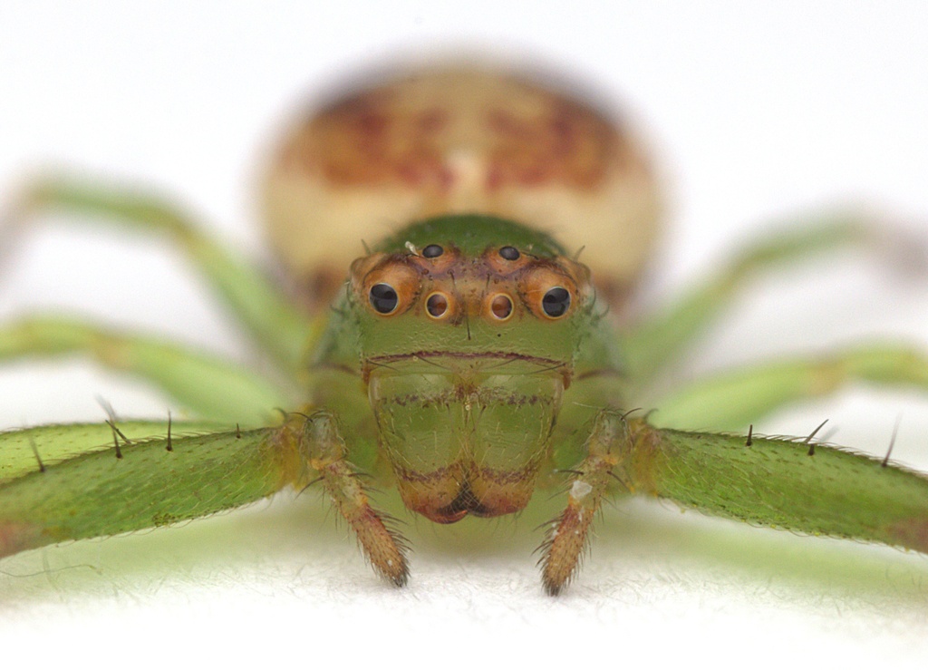 Diaea ambara from Kaeo, New Zealand on September 29, 2022 at 01:59 PM ...