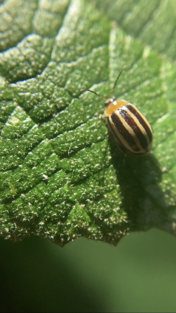 Alagoasa from Camino Maria Fernanda, Playa del Carmen, Q. Roo., MX on ...