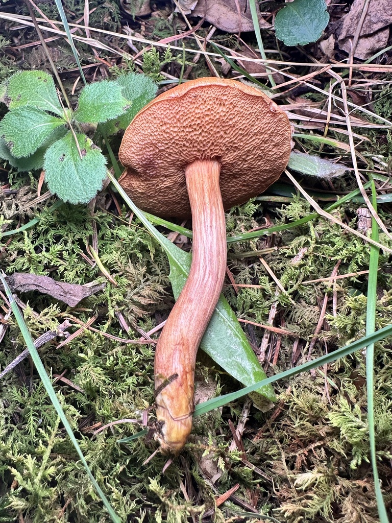 Peppery Bolete from Blandburg, PA, US on October 11, 2023 at 02:12 PM ...