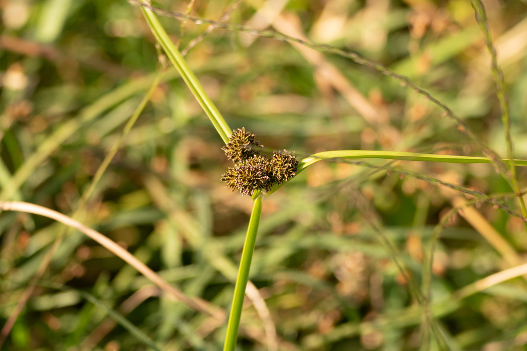 Variable Flatsedge from 日本、東京都多摩市一ノ宮 on October 12, 2023 at 09:54 AM by ...