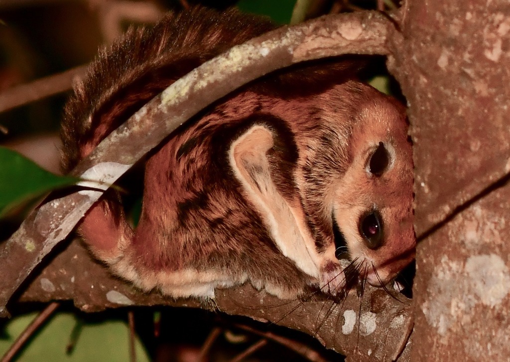 Red-cheeked Flying Squirrel (Hylopetes spadiceus) - Know Your Mammals