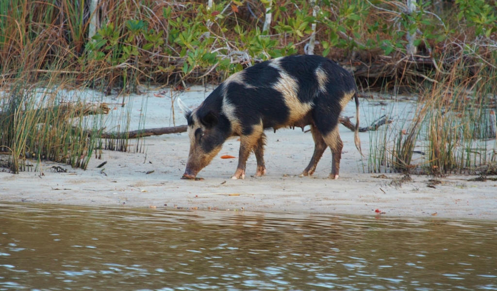 Wild Boar from Cape Coral, FL, USA on January 25, 2014 at 01:21 AM by ...