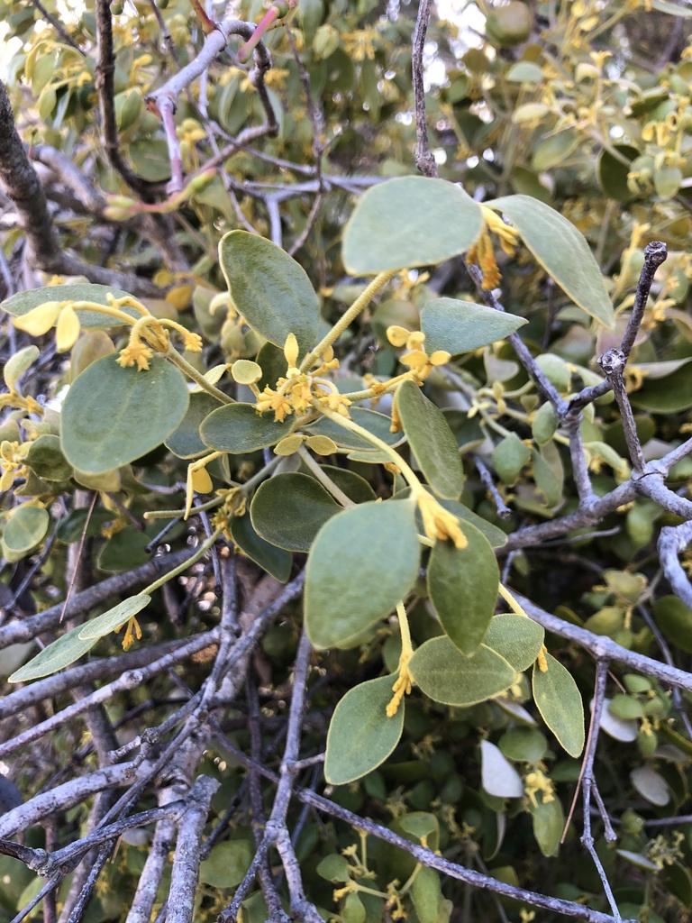 golden mistletoe from Omega Cct, Brunswick Heads, NSW, AU on October 12 ...