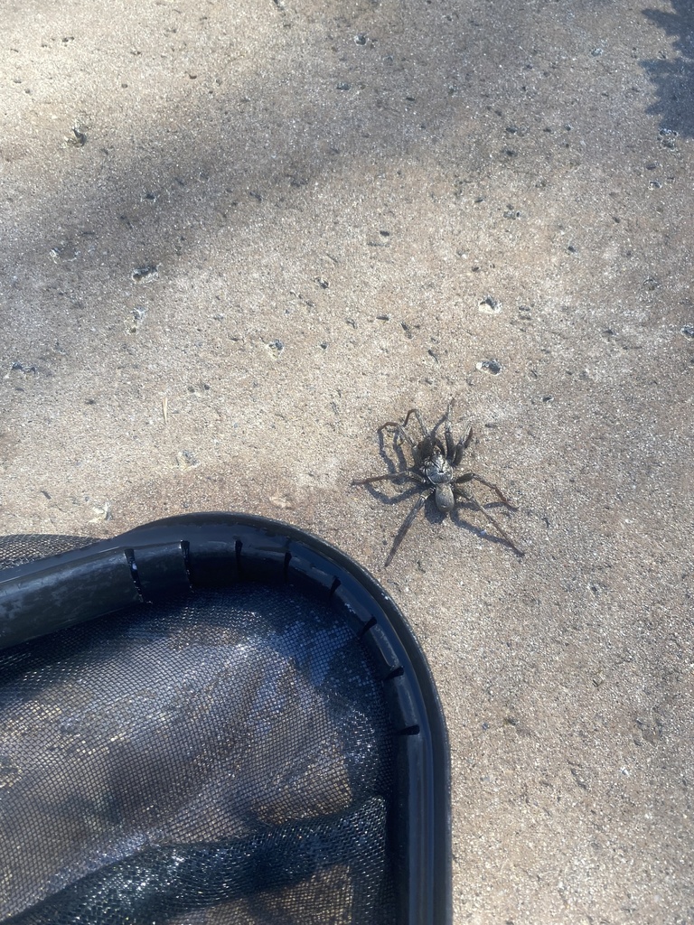 False Tarantula from River Crest Ct, Grass Valley, CA, US on October 11 ...