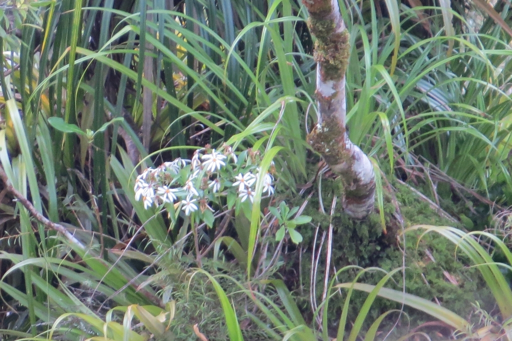 Kirk's tree daisy from Tututawa 4392, New Zealand on October 11, 2023 ...