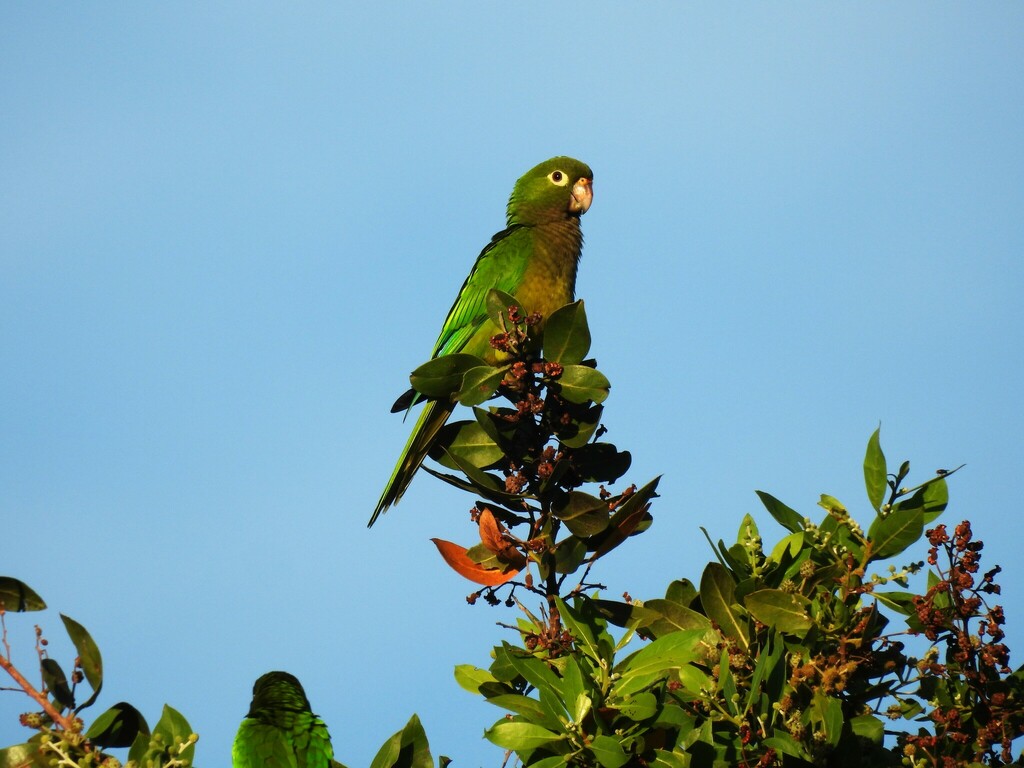 Olive-throated Parakeet in September 2023 by Eliezer Nieves-Rodriguez ...