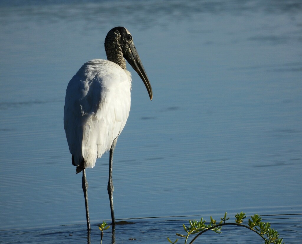 Wood Stork from Loma Bonita, 97367 Celestún, Yuc., Mexico on September ...