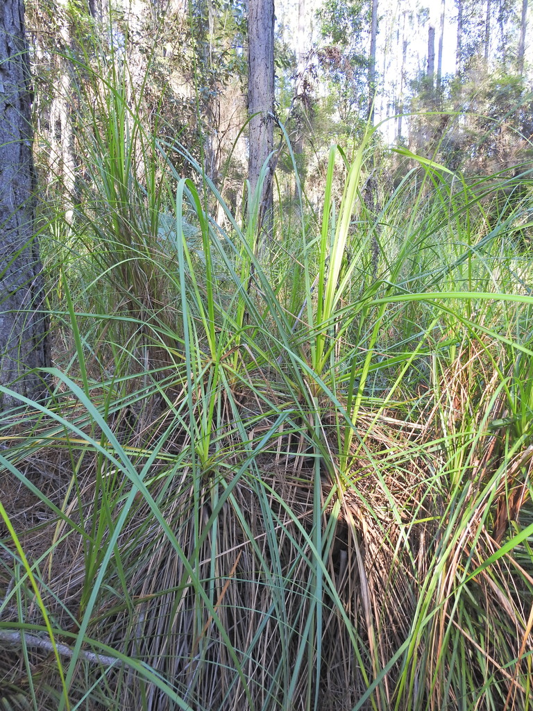 Red-fruit Saw-sedge from Tuan Forest QLD 4650, Australia on October 12 ...