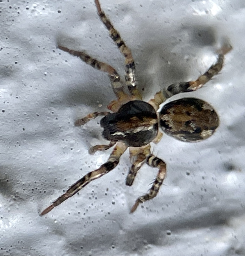 Small Striped Wolf Spiders from Boundary Tk E, Frankston South, VIC, AU ...
