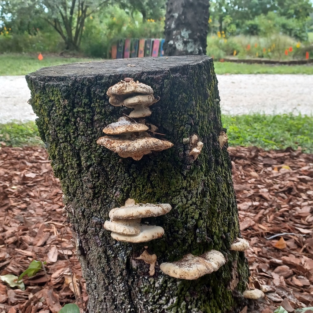 Fungi Including Lichens from Tampa, FL, USA on October 8, 2023 at 12:25 ...