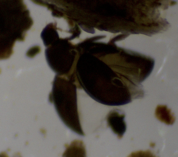 Winged and Once-winged Insects from RM3Q+JP, Danbulla QLD 4872 ...