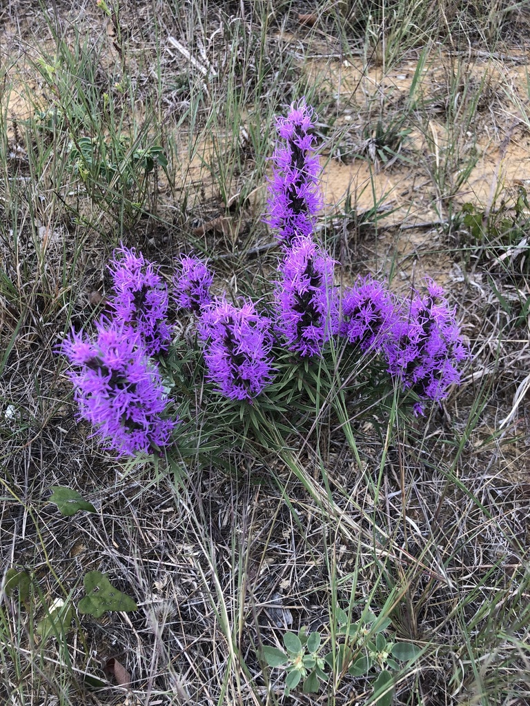 dotted gayfeather from US-281, Hico, TX, US on October 11, 2023 at 05:37 PM by markmark1987 ...