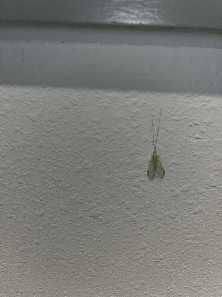 Lichen-carrying Green Lacewing from Hidden River Pkwy, Tampa, FL, US on ...