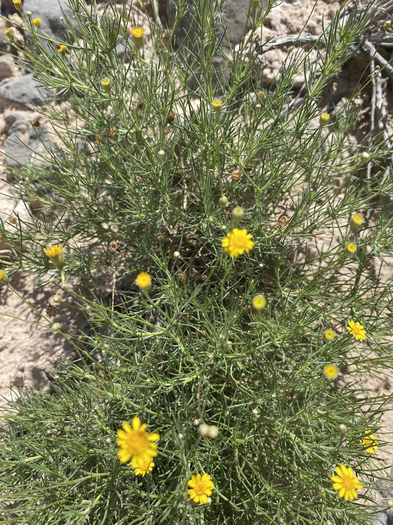 Parralena from Las Vegas, NV, US on September 22, 2023 at 12:22 PM by ...