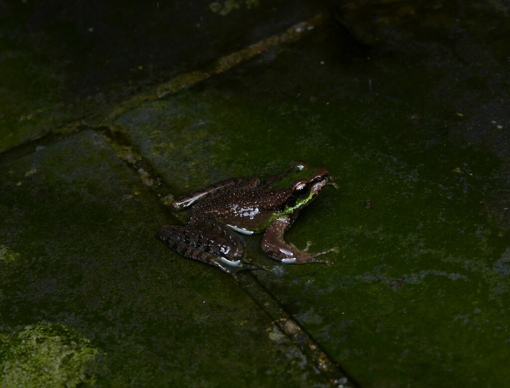 Granular Torrent Frog in September 2023 by Yexingcha · iNaturalist