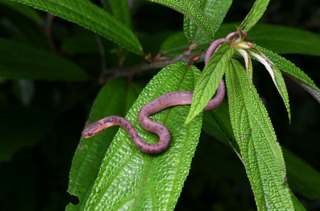 Chinese Slug Snake in September 2023 by yexingcha · iNaturalist