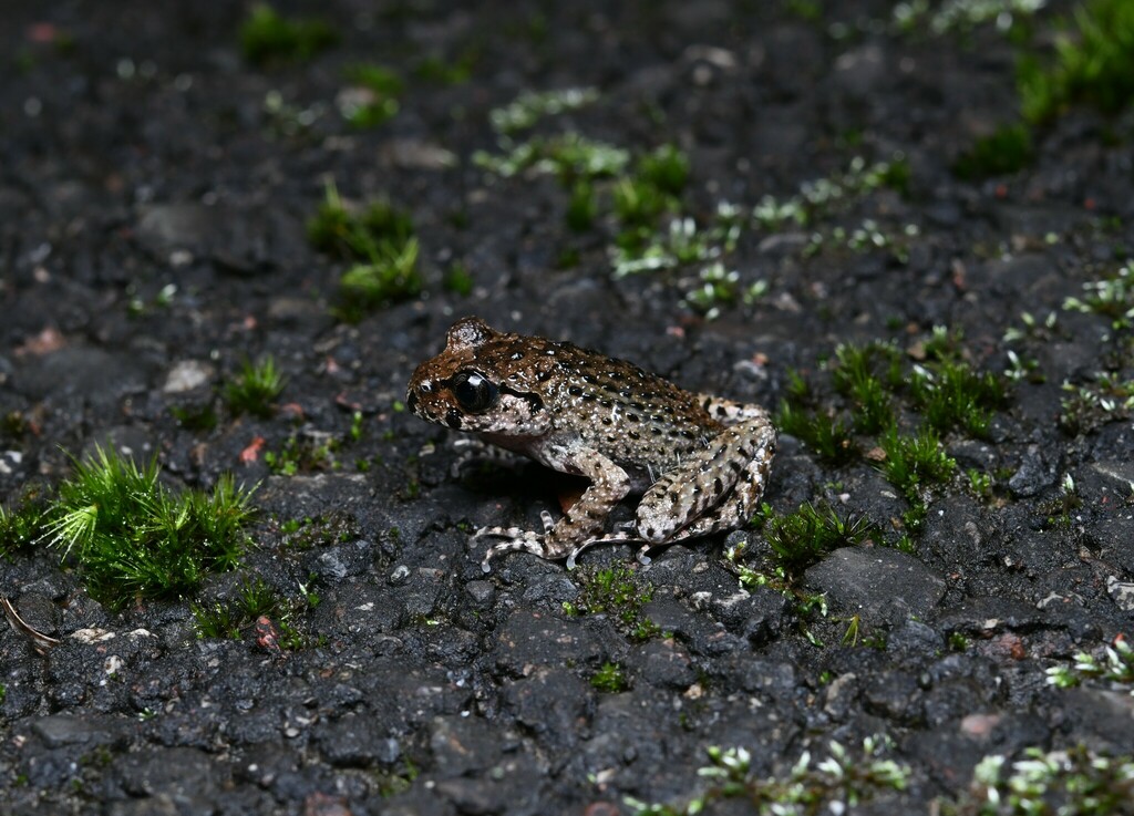 Spotted Toothed Toad in September 2023 by Yexingcha · iNaturalist