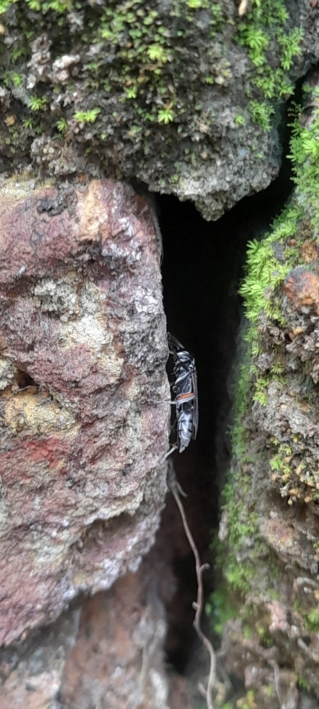Ants, Bees, Wasps, and Sawflies from 5V7H+69W, Idimuzhikkal, Chelambra ...