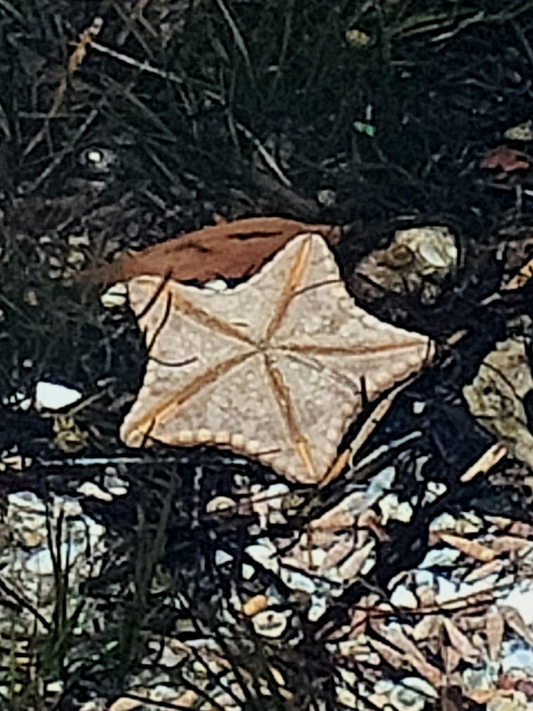 Common Biscuit Star from Blairgowrie Yacht Squadron/Point Nepean Rd ...