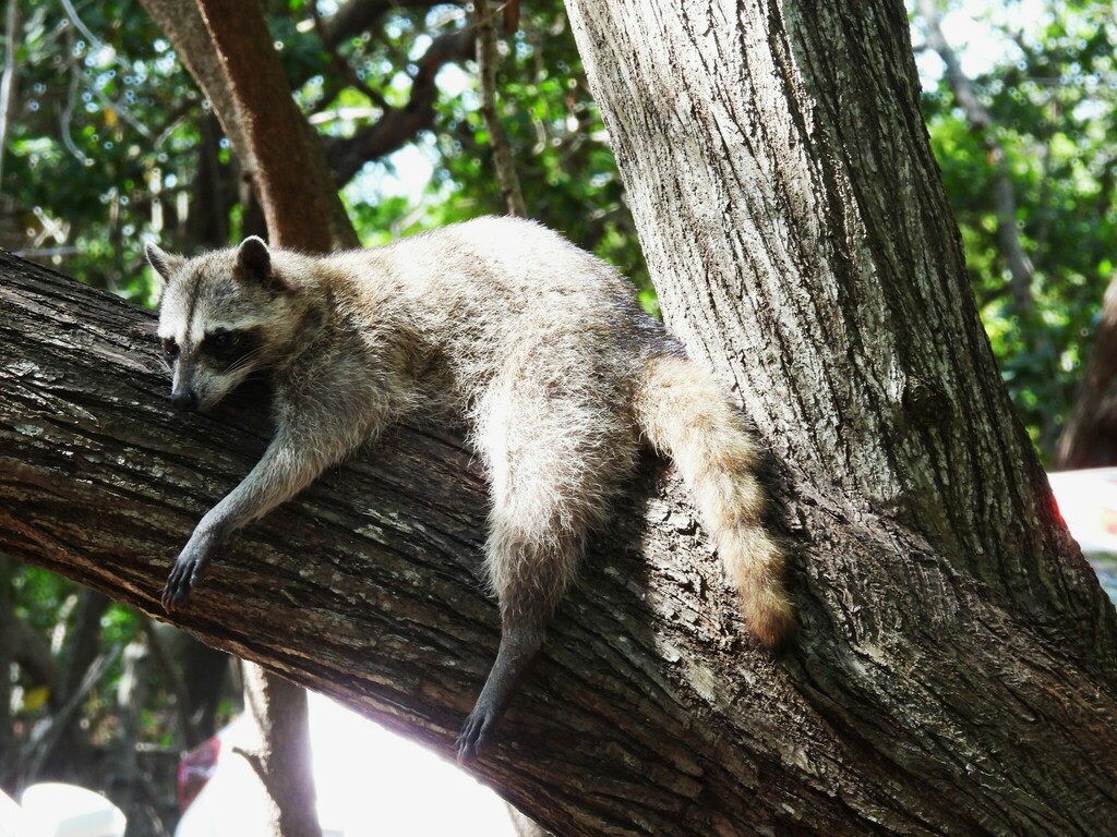 Common Raccoon from Celestún Municipality, Yucatan, Mexico on September ...