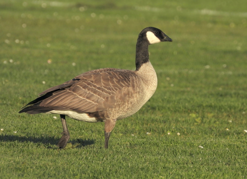 Lesser Canada Goose from Golden Gate Park, San Francisco, CA, USA on ...