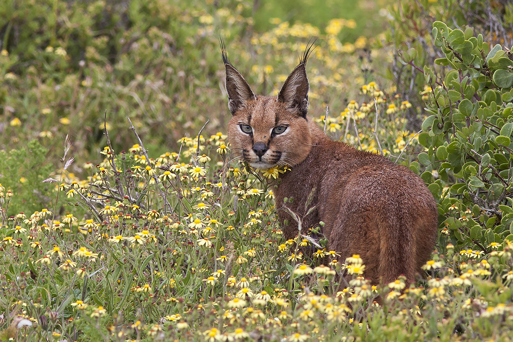 Southern and Eastern African Caracal from Municipalità distrettuale di ...