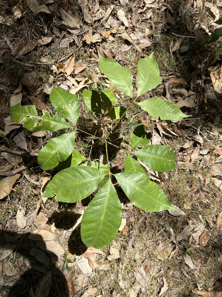 pink-flowered doughwood in September 2023 by Ian Parsons · iNaturalist