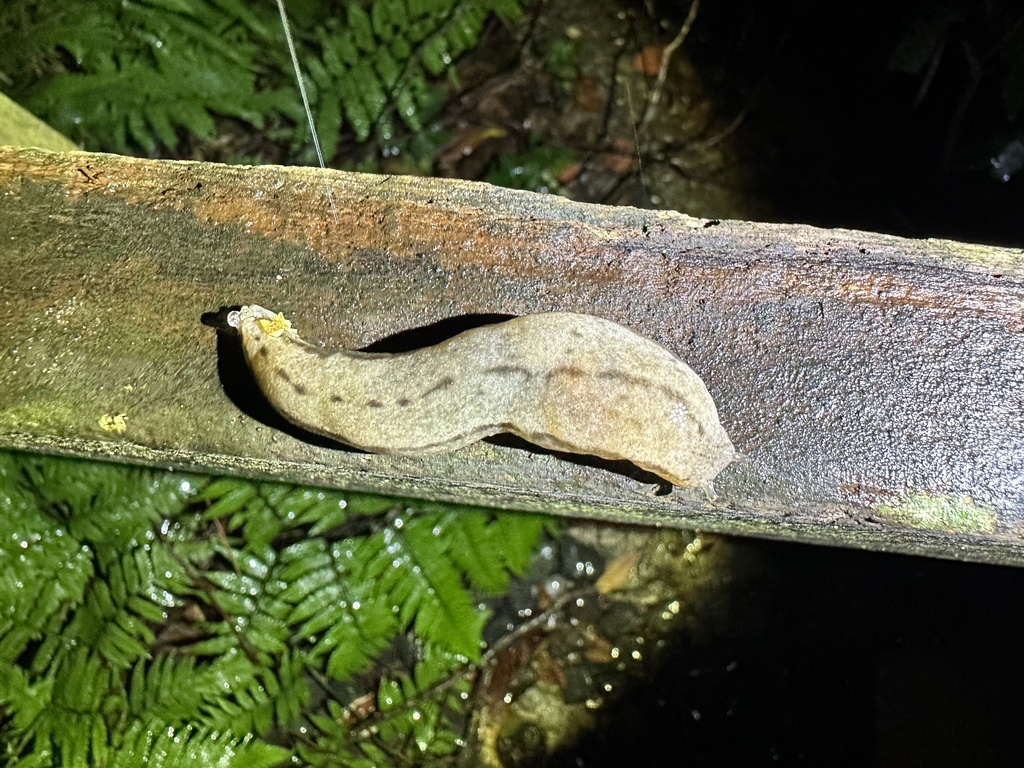 Chinese Slug from 臺灣島, 士林區, TPE, TW on October 8, 2023 at 06:21 PM by ...
