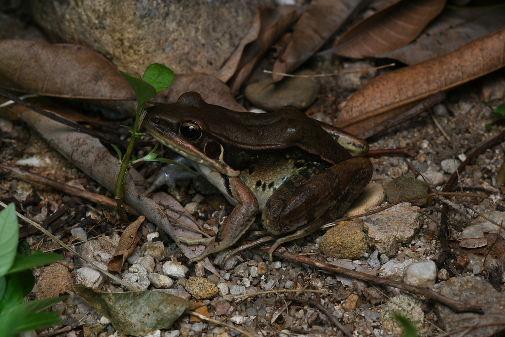 Guenther's Frog in September 2023 by yexingcha · iNaturalist