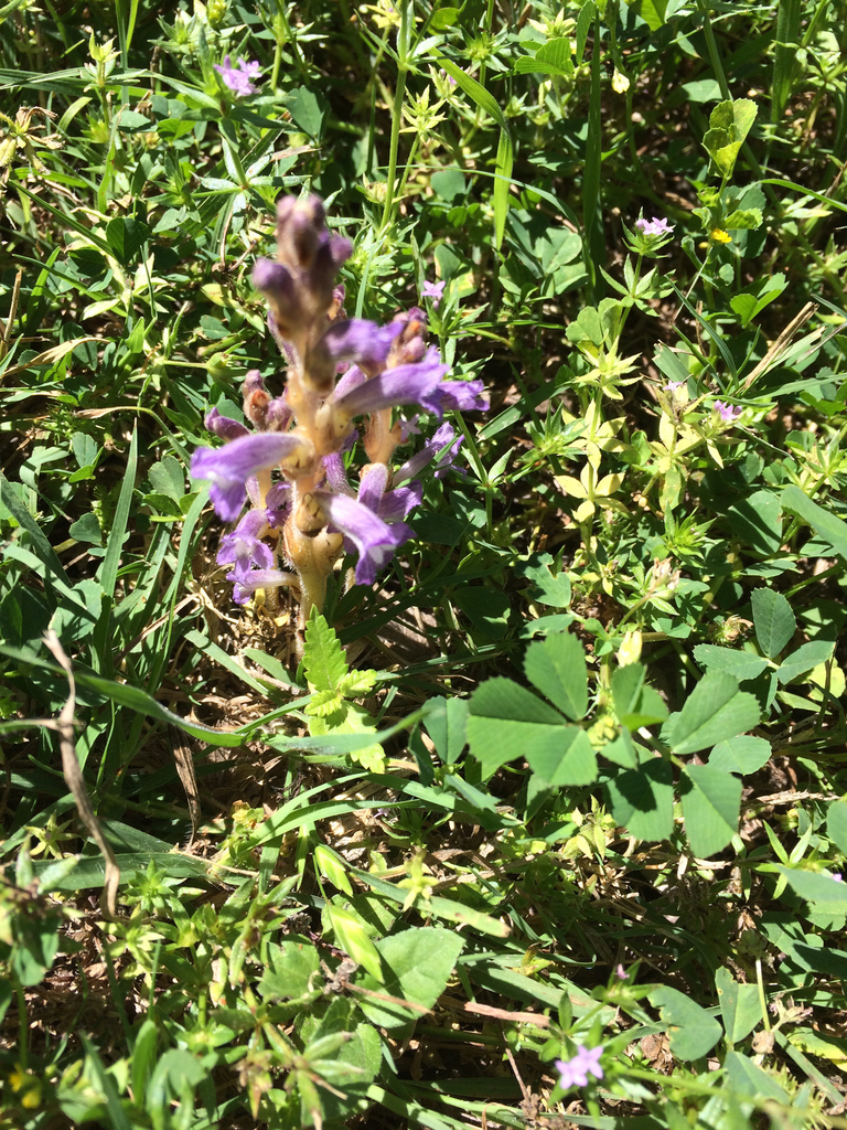 hemp broomrape from 1600 Rock Prairie Rd, College Station, TX, US on ...