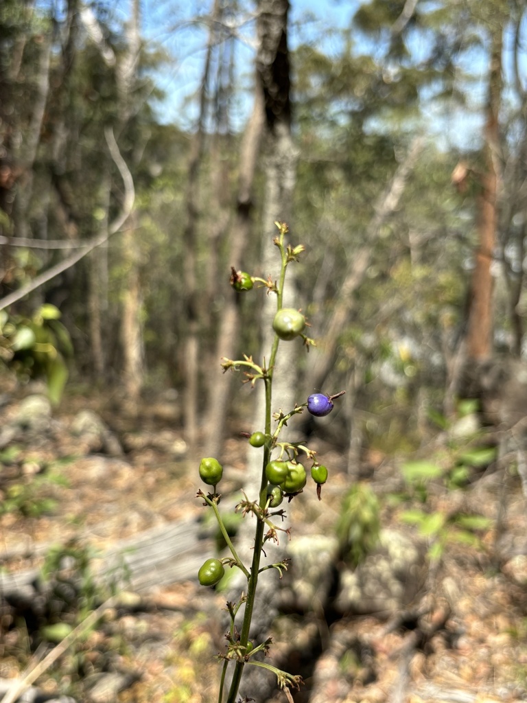 flax-lilies from Toohey Forest Park, Salisbury, QLD, AU on October 12 ...