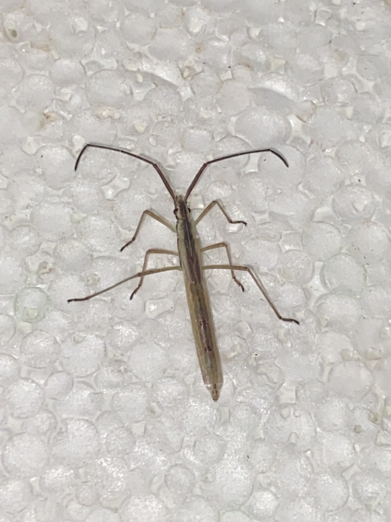 Long Broad-headed Bug from Andrews Dr, Gatton, QLD, AU on October 12 ...