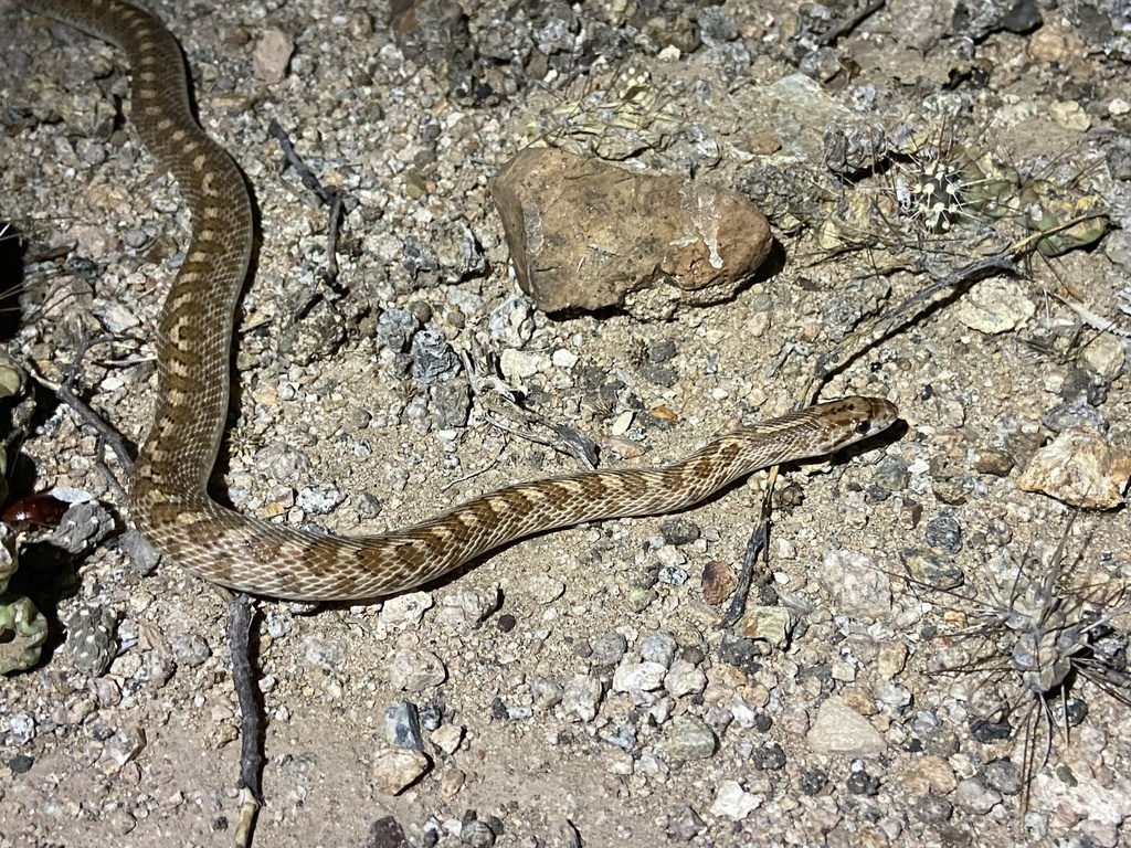 Glossy Snake from N Bobcat Ln, Tucson, AZ, US on October 11, 2023 at 10 ...