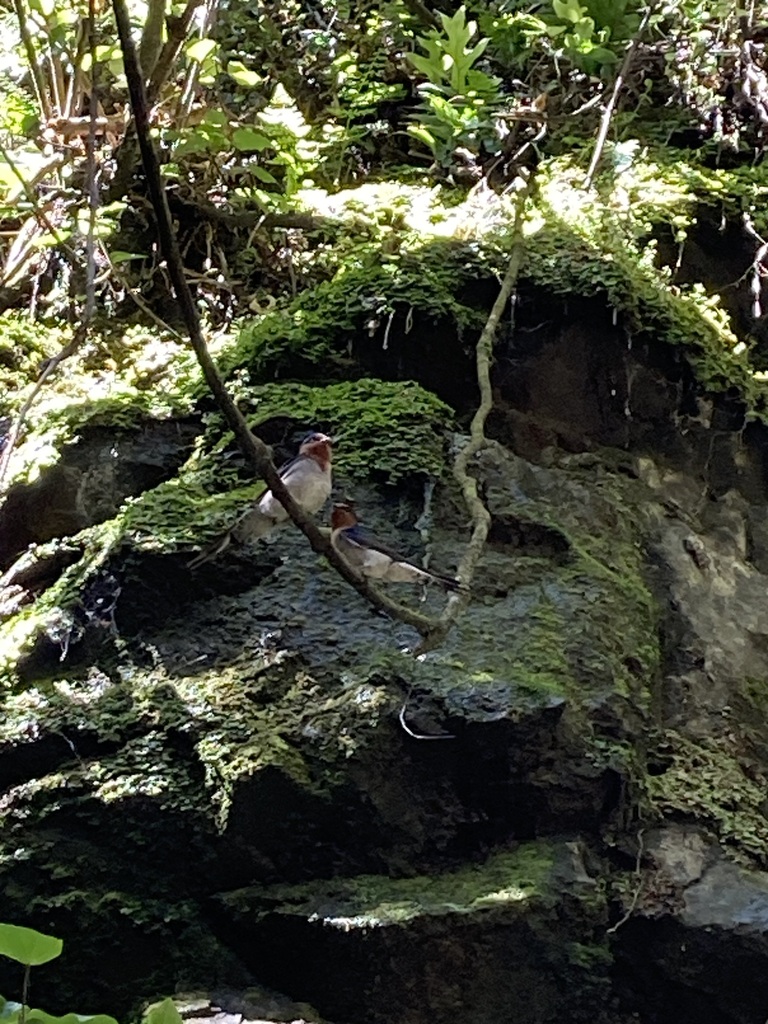 Eastern Welcome Swallow from Akaroa, New Zealand on October 12, 2023 at ...