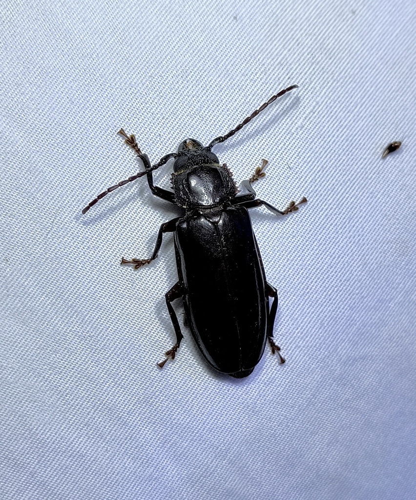 Live-oak Root Borer from S Bentsen Palm Dr, Mission, TX, US on October ...