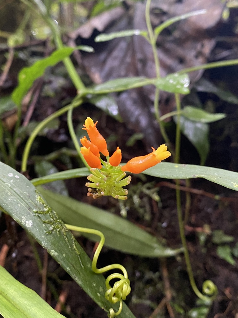 Gurania from Sendero 2, San Miguel de Los Bancos, Pichincha, EC on ...
