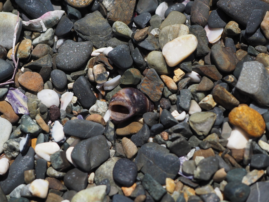 Little Blue Periwinkle from Woolgoolga NSW 2456, Australia on October ...