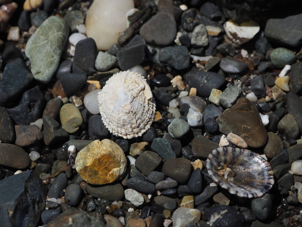 Cap-shaped False Limpet from Woolgoolga NSW 2456, Australia on October ...