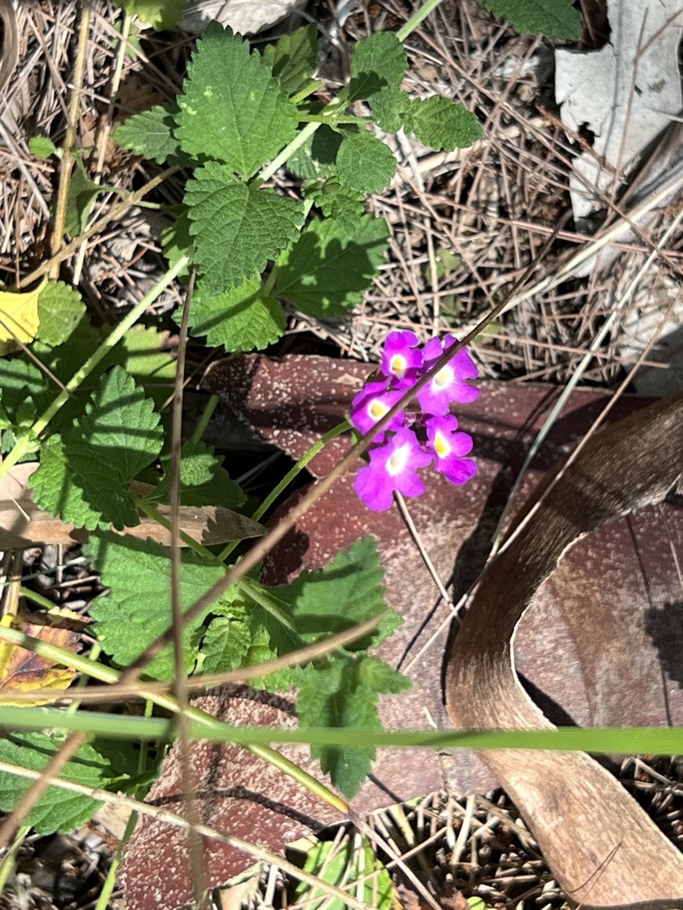 creeping lantana in October 2023 by Ian Parsons · iNaturalist